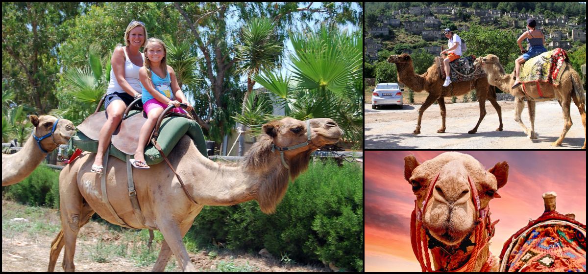 Fethiye Camel Ride | A Journey Through The Scenic Countryside