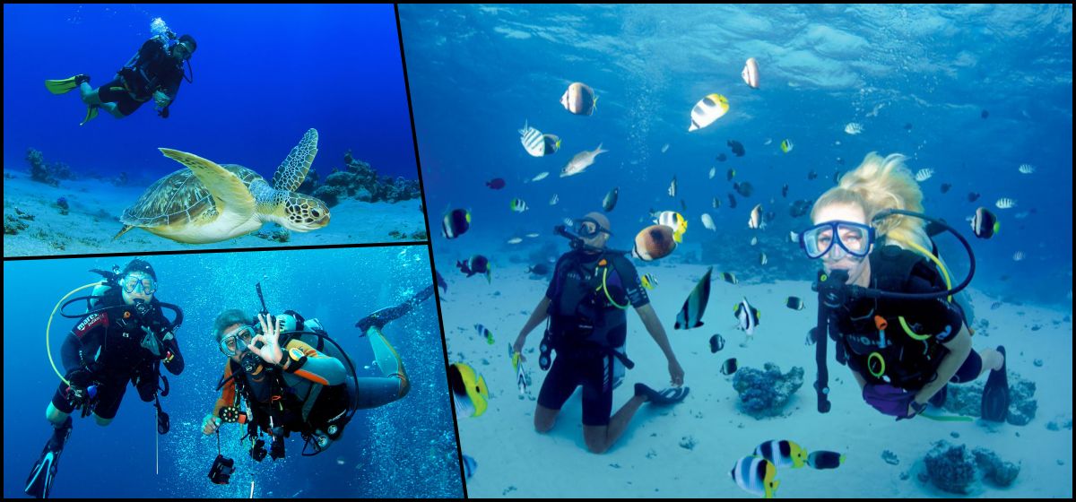 Fethiye Diving Is A Unique Experience | Explore Variety Of Sea Life